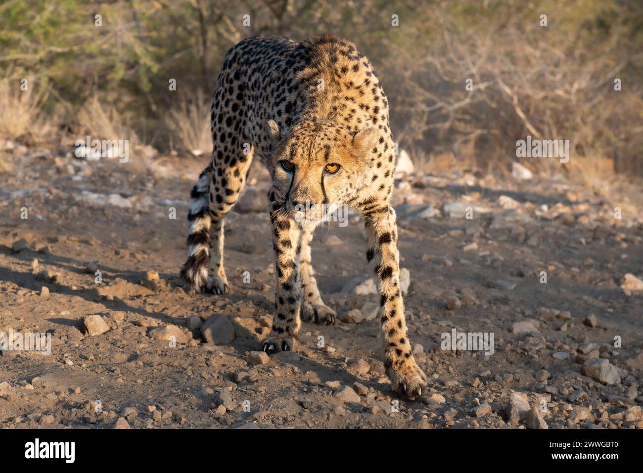 Gepard Acinonyx jubatus in drohender Haltung, Region Khomas, Namibia ...