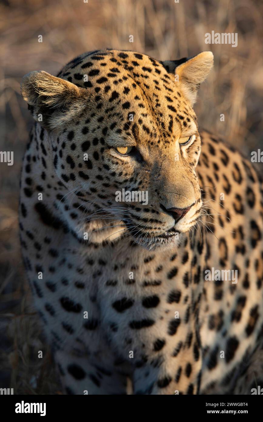 Leopard Panthera pardus, Region Khomas, Namibia, Afrika mcpins ...