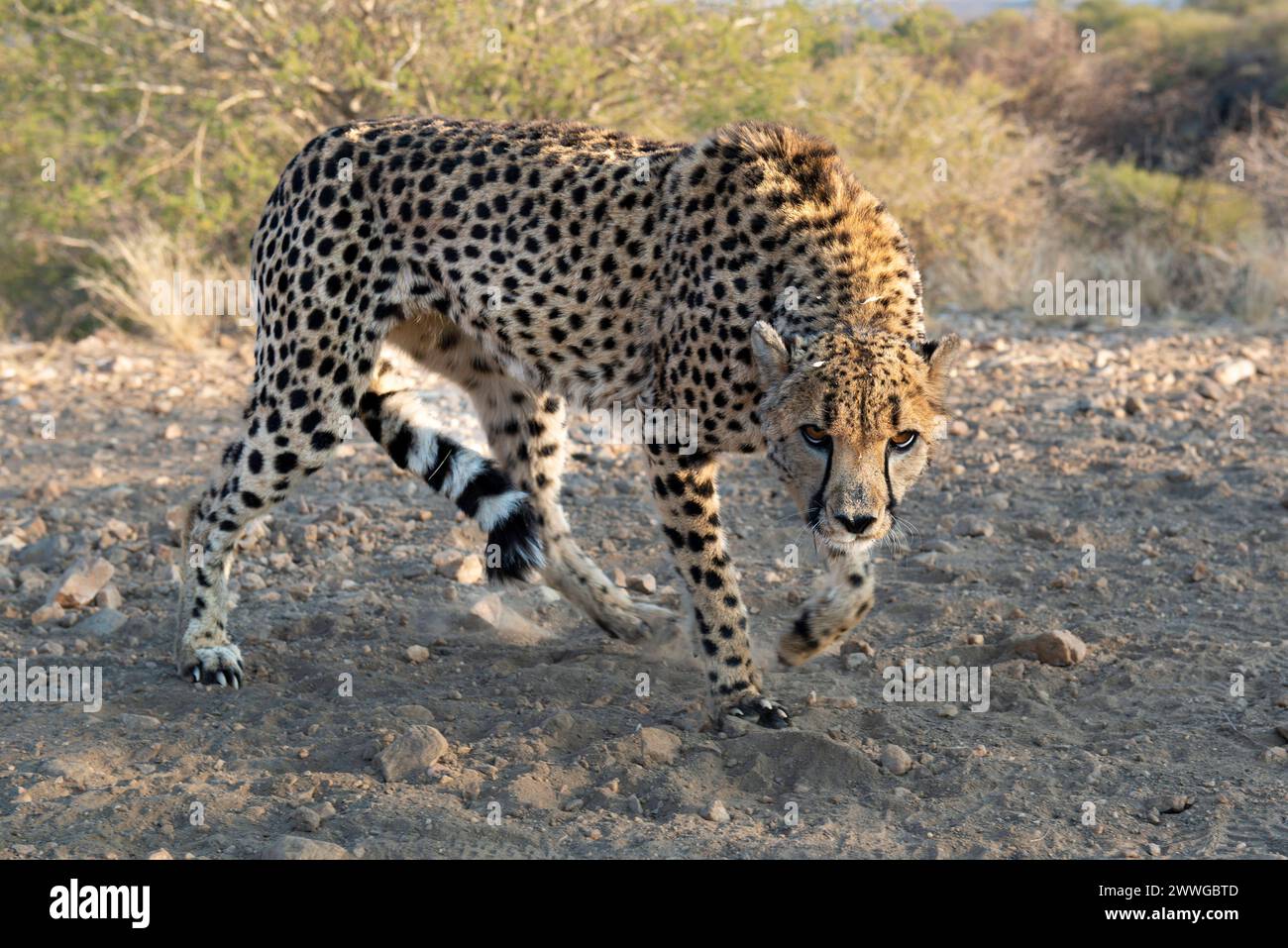 Gepard Acinonyx jubatus in drohender Haltung, Region Khomas, Namibia ...