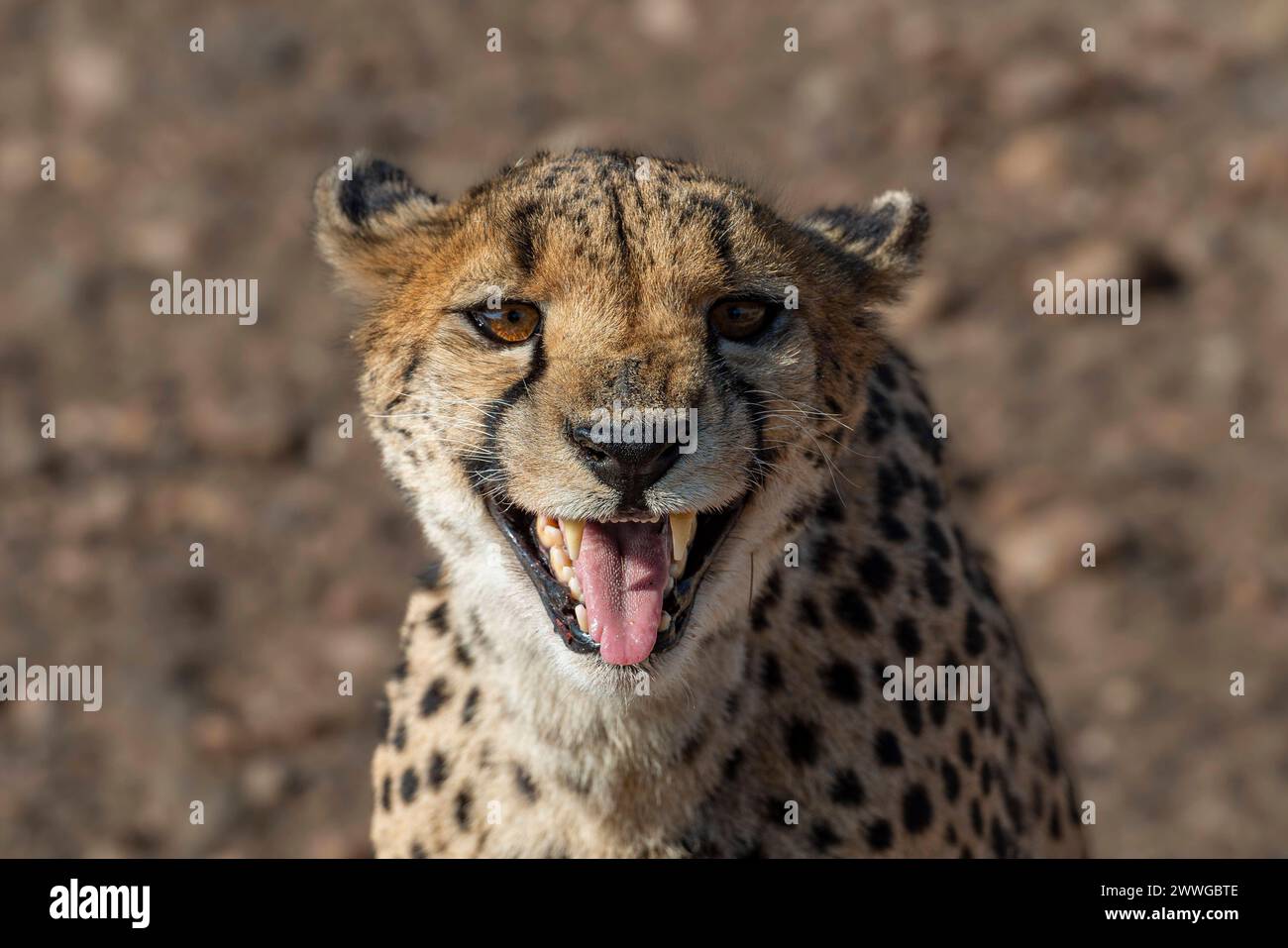 Gepard Acinonyx jubatus in drohender Haltung, Region Khomas, Namibia ...