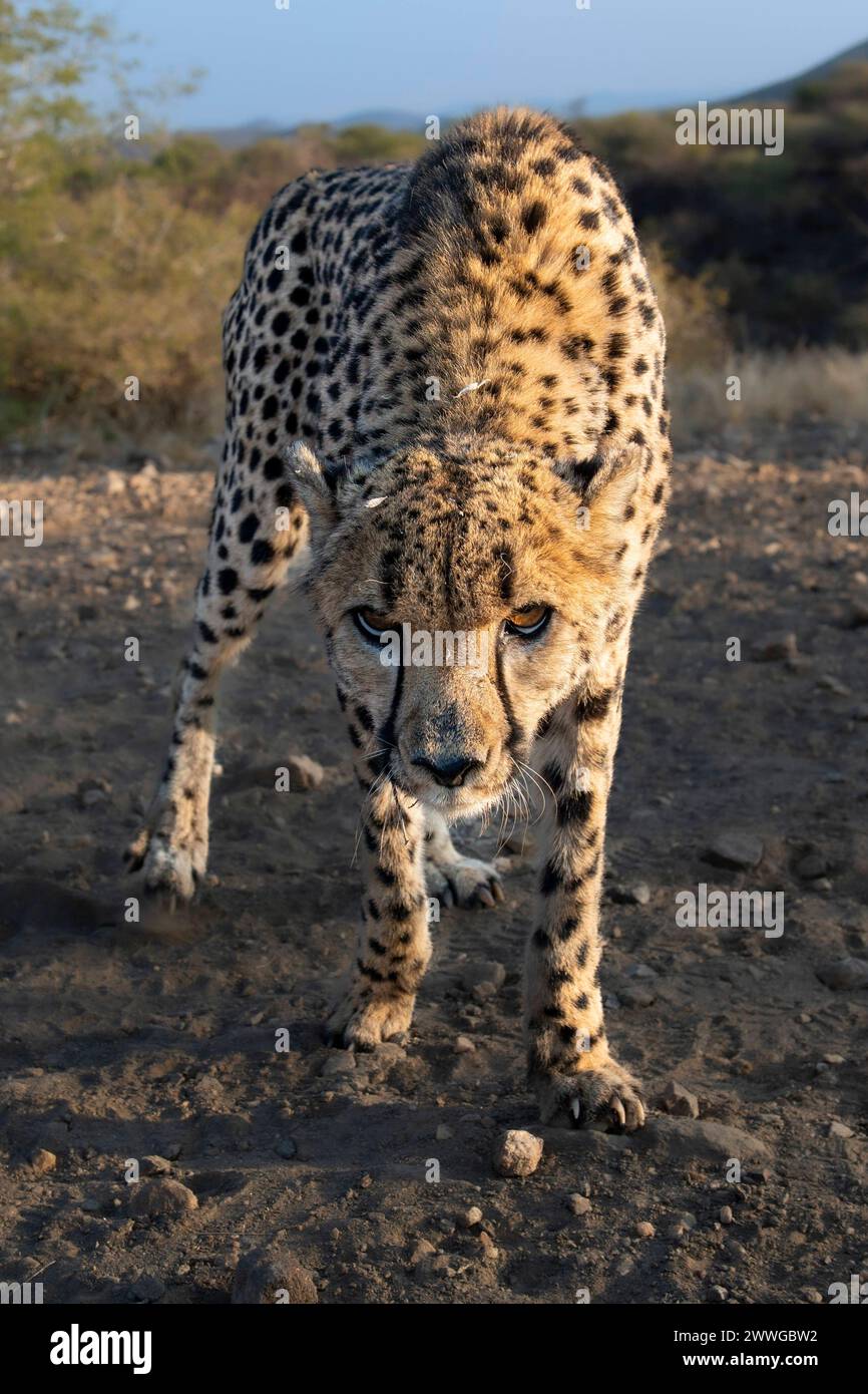 Gepard Acinonyx jubatus in drohender Haltung, Region Khomas, Namibia ...