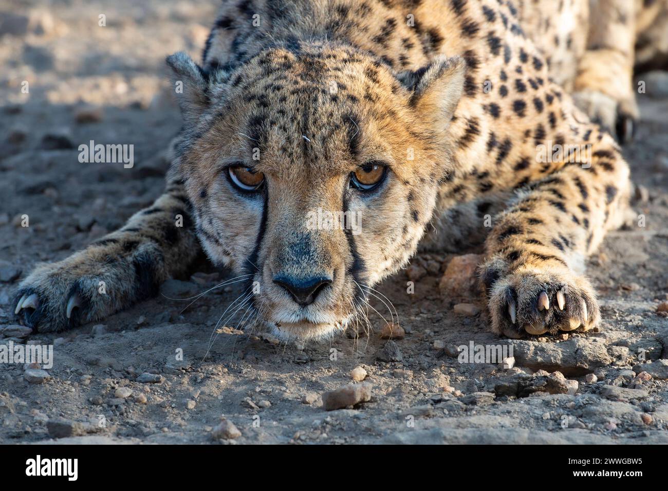Gepard Acinonyx jubatus in drohender Haltung, Region Khomas, Namibia ...