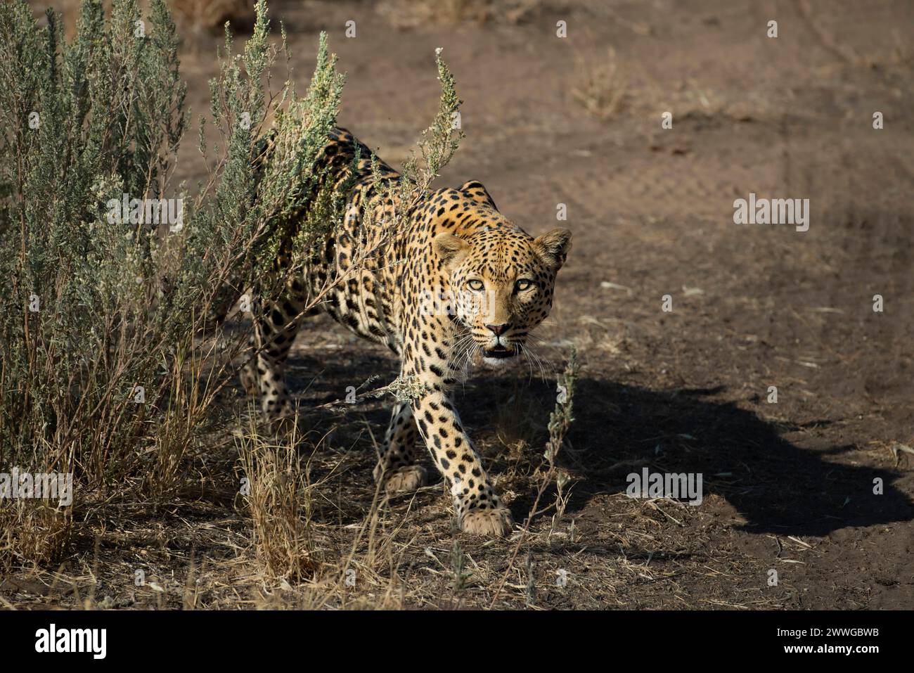 Leopard Panthera pardus, Region Khomas, Namibia, Afrika mcpins ...