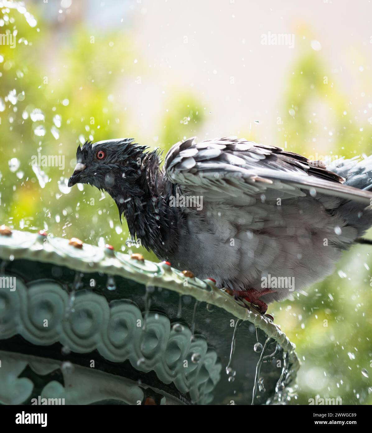 Pigeon perched on wet fountain under rain Stock Photo - Alamy