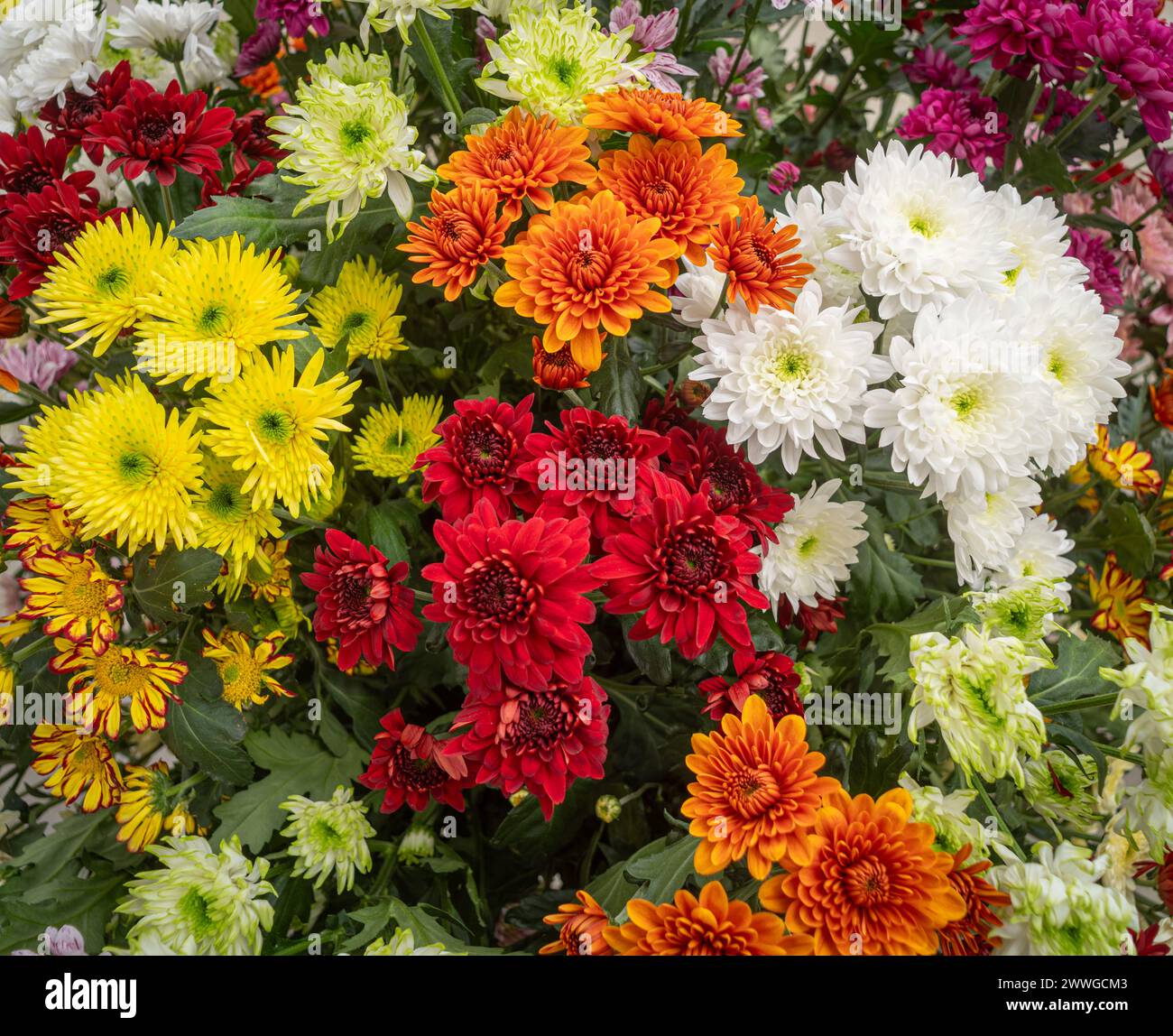 Chrysanthemum flowers various colors hi-res stock photography and ...