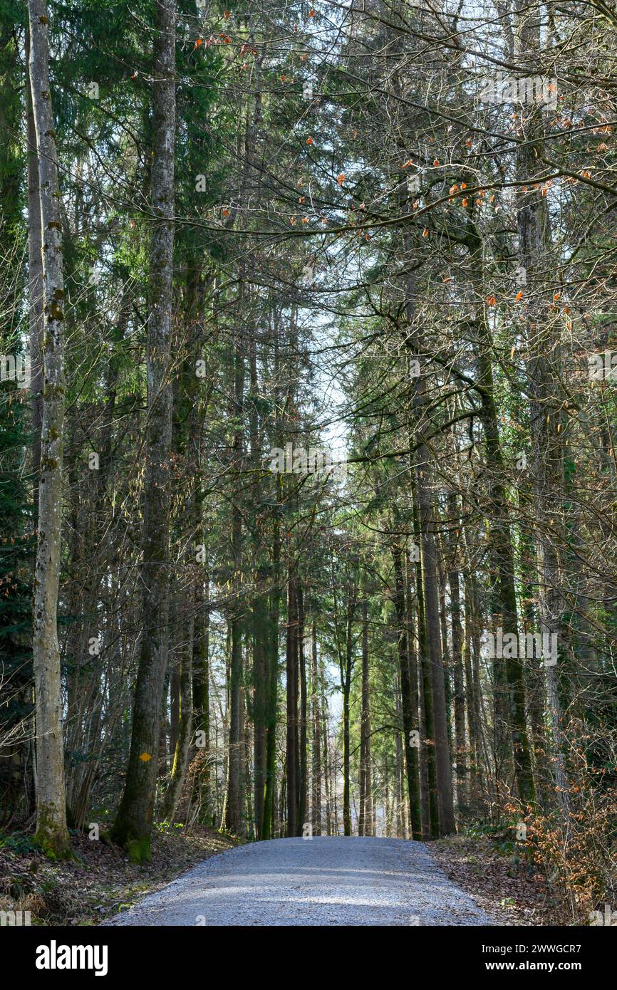 A secluded and quiet forest road meanders through the towering trees ...