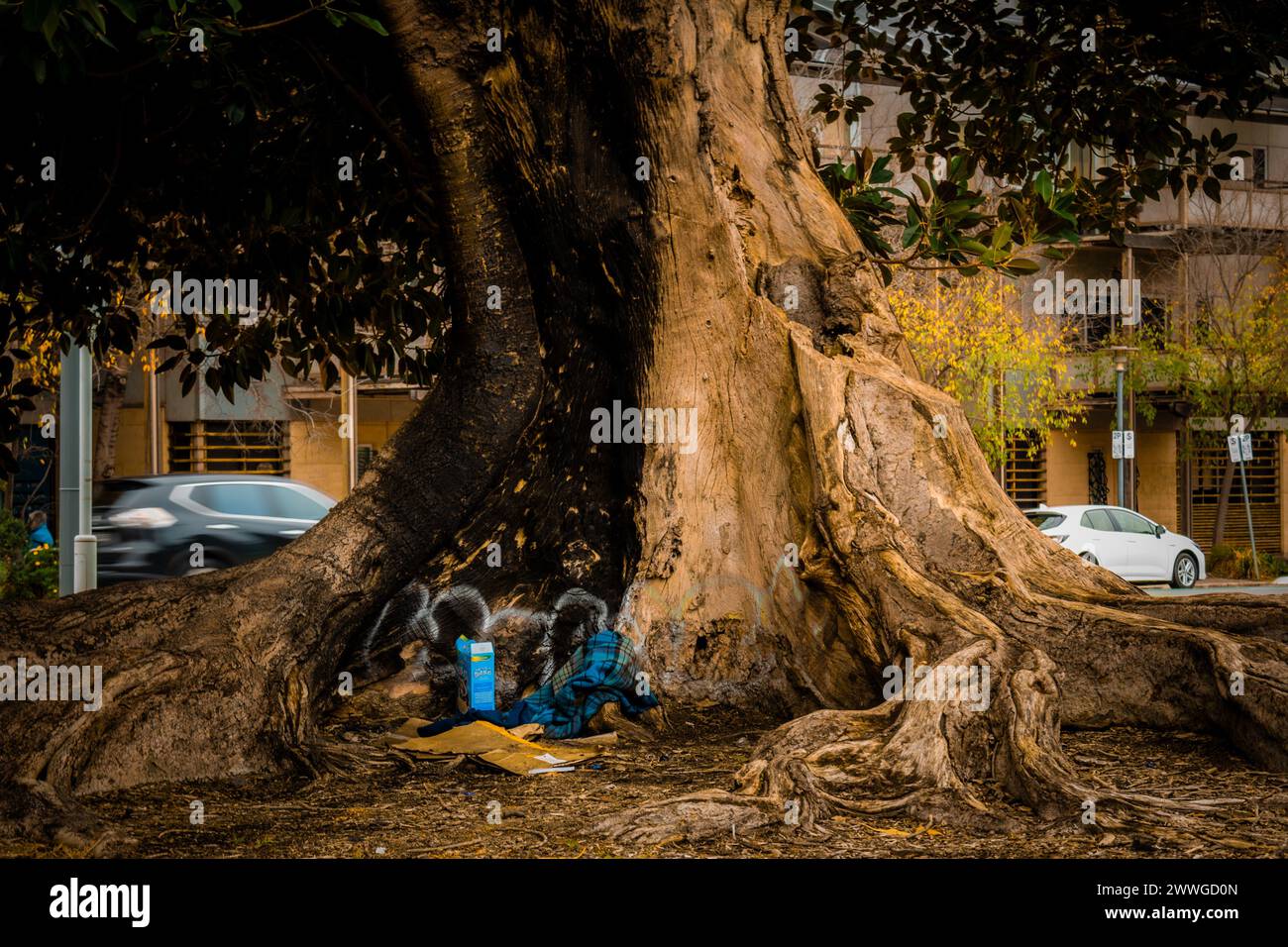 A person sitting alone at the base of a grand tree in a cityscape Stock ...