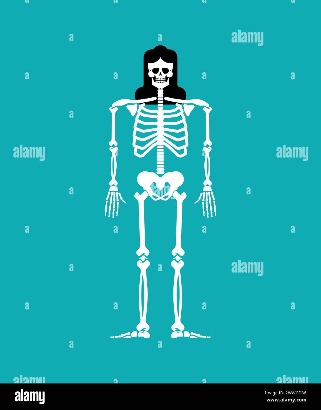 Female skeleton with hair. Bones, skull Stock Vector Image & Art - Alamy