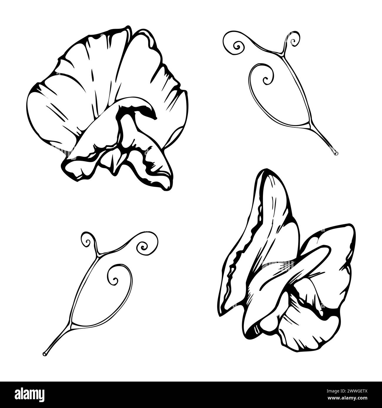 Hand drawn vector graphic ink illustration botanical flowers leaves ...