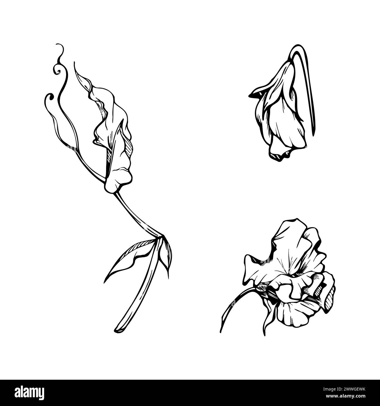 Hand drawn vector graphic ink illustration botanical flowers leaves ...