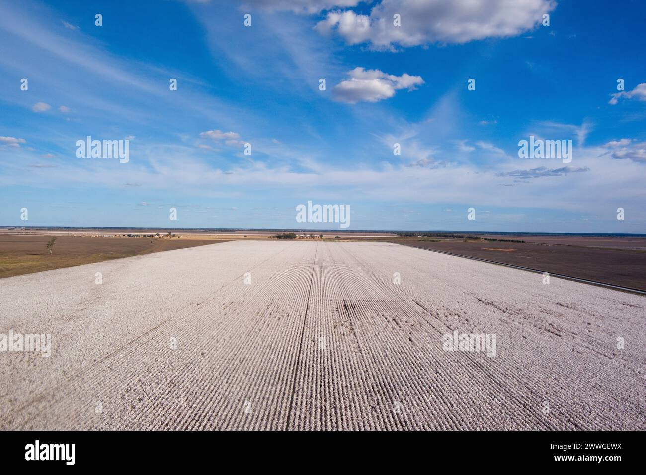 Aerial of cotton fields about to be harvested near Dalby Queensland ...