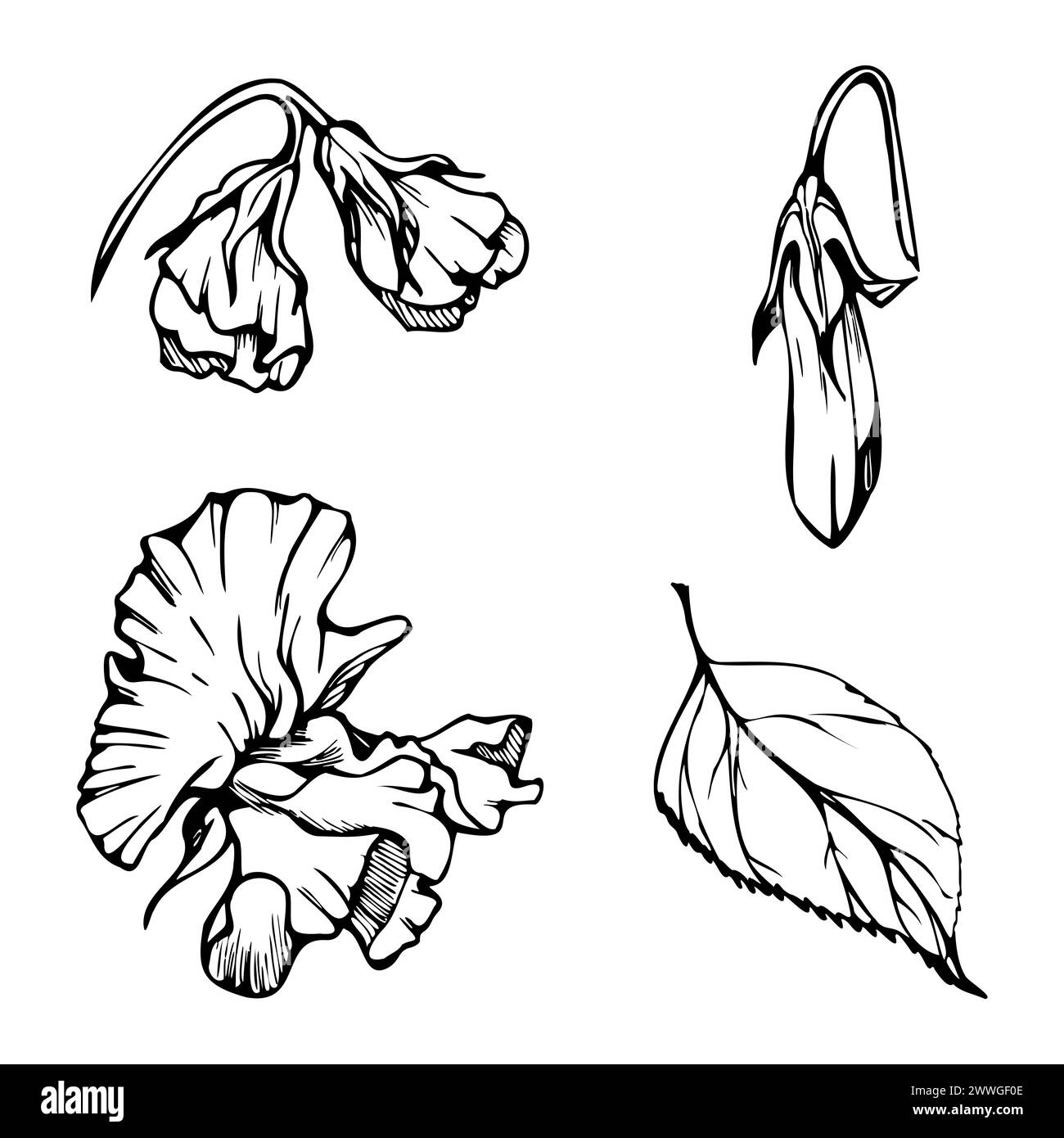 Hand drawn vector graphic ink illustration botanical flowers leaves ...