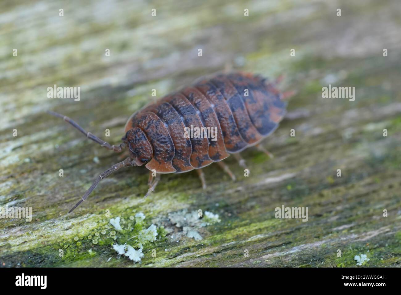 Detailed closeup on an abnormal red colored Rough woudlouse , Porcellio ...