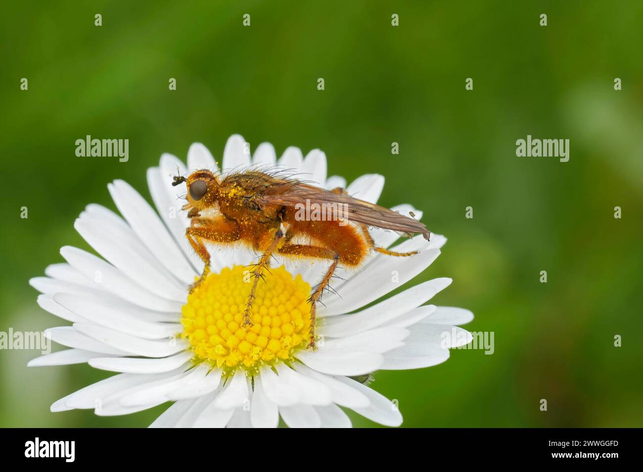 Natural closeup on a golden dung fly, Scathophaga stercoraria sitting ...