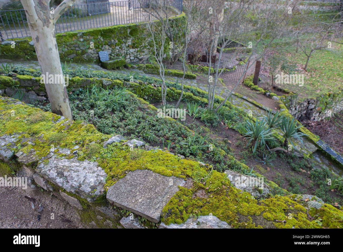 Olive grove areas hi-res stock photography and images - Alamy