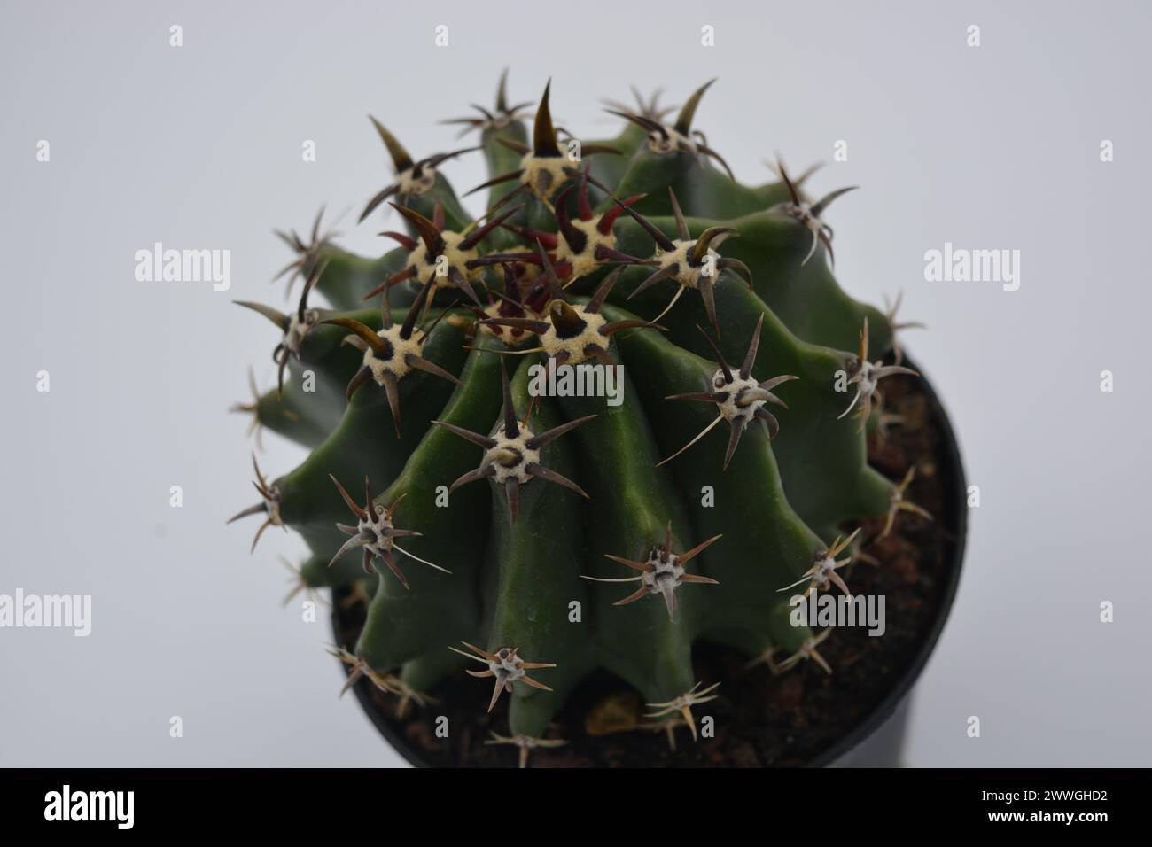 Long spiked leaves hi-res stock photography and images - Alamy