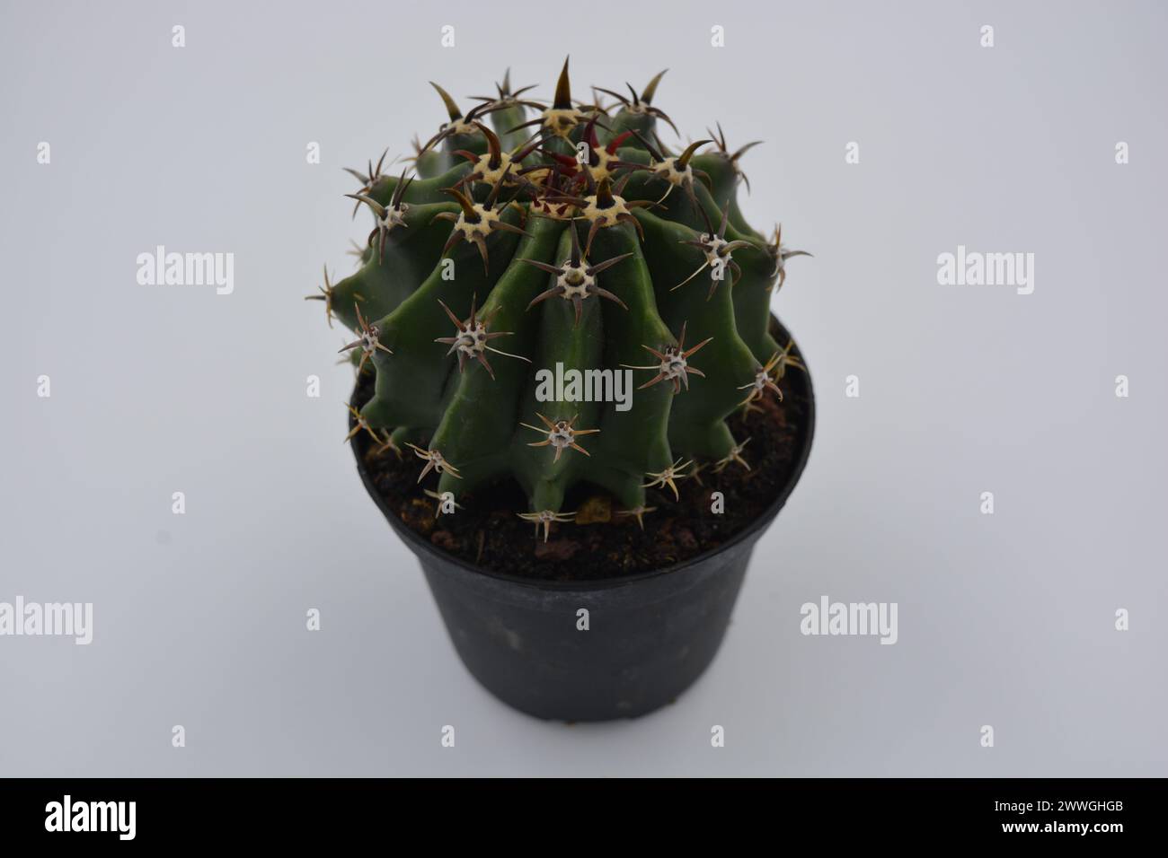 Houseplants, a large and wide green cactus with long spines. An ...