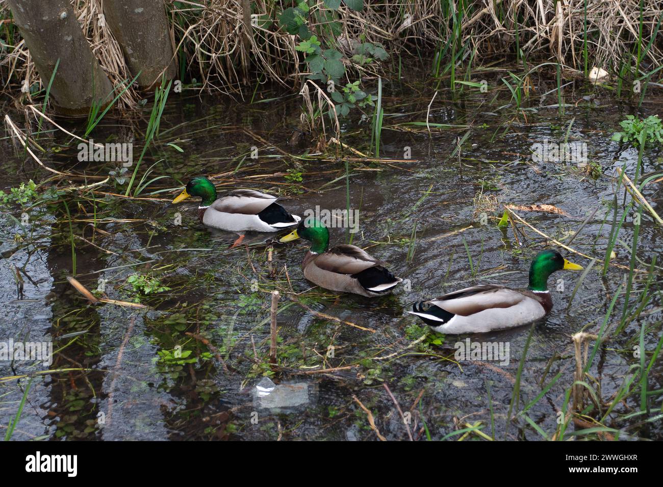 Chesham, UK. 21st March, 2024. Mallard ducks were feeding in the clear ...