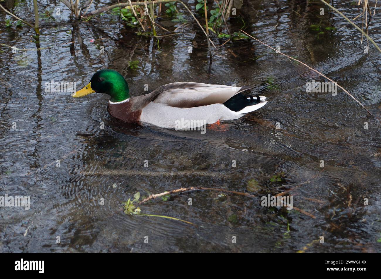 Chesham, UK. 21st March, 2024. Mallard ducks were feeding in the clear ...