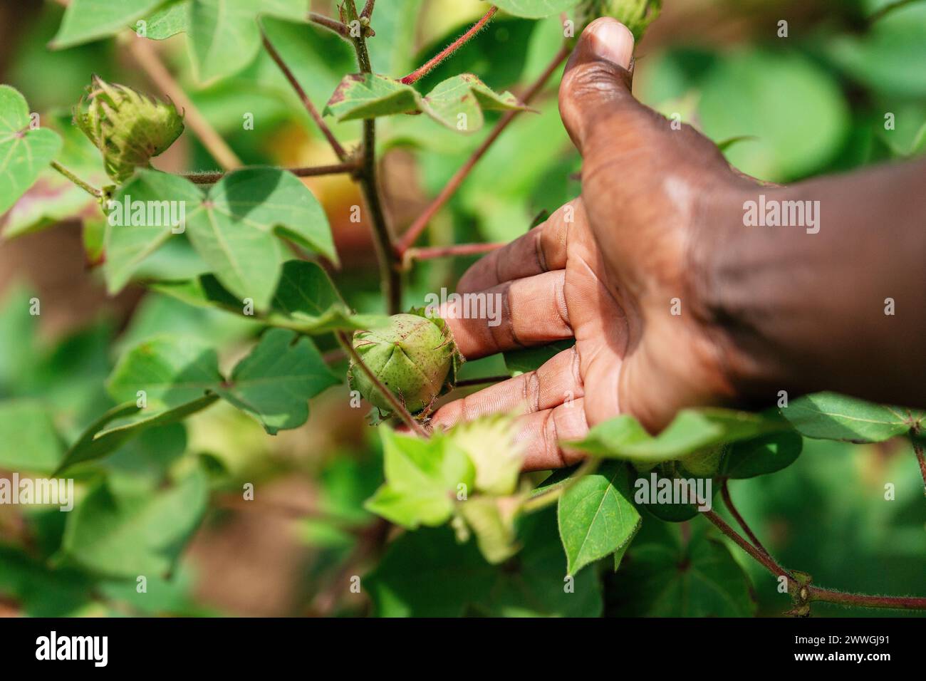 A man shows a cotton plant in the Balaka district of Malawi. Picture ...