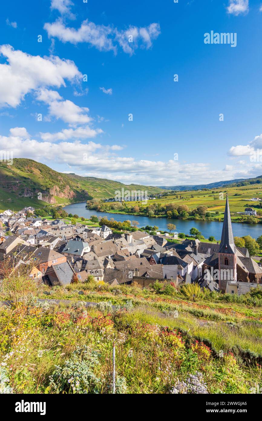 Ürzig: river Mosel (Moselle), vineyard, village Ürzig in Mosel ...