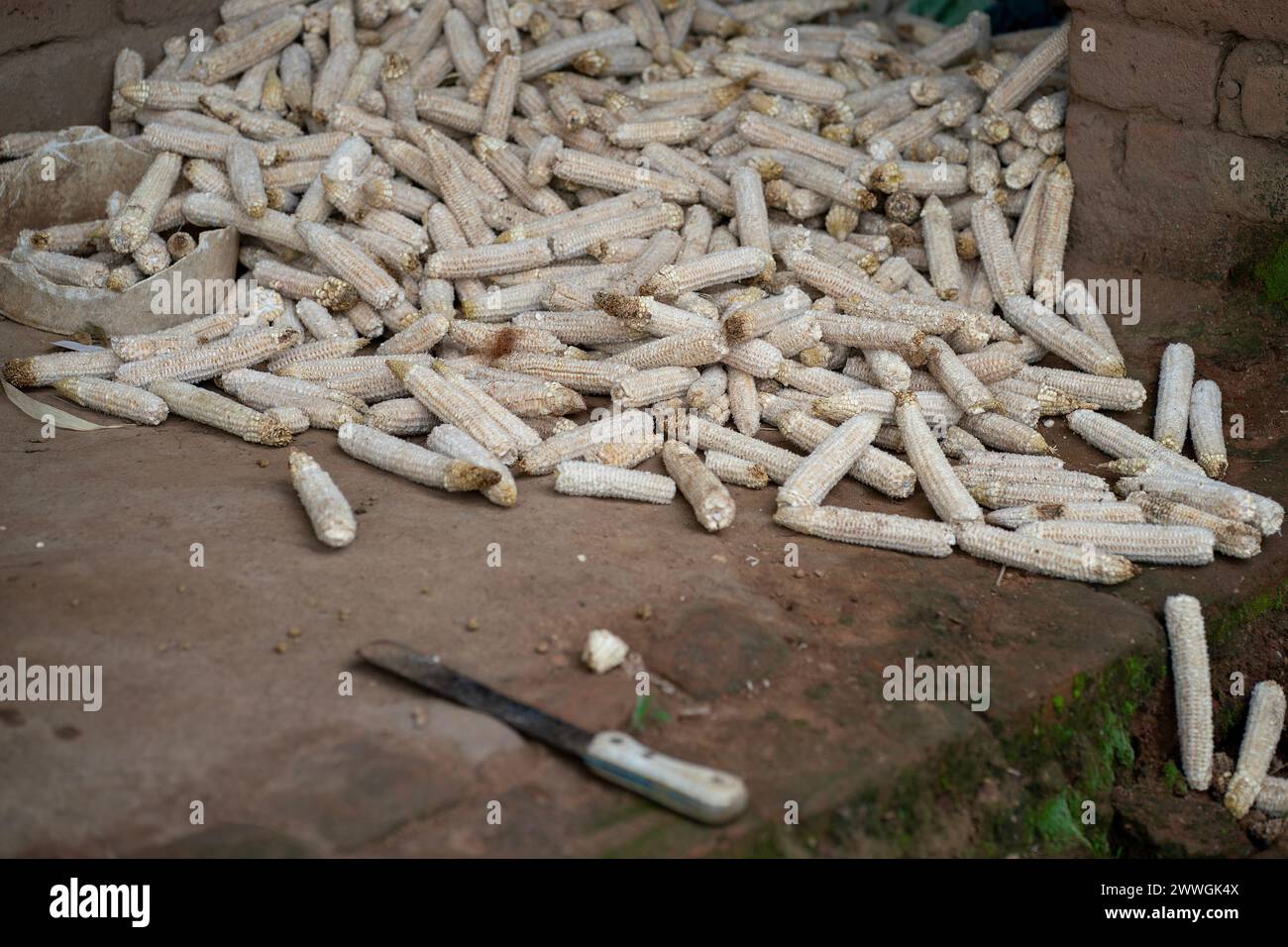 A pile of maize cobs after being shelled in the village of Manduwasa in ...