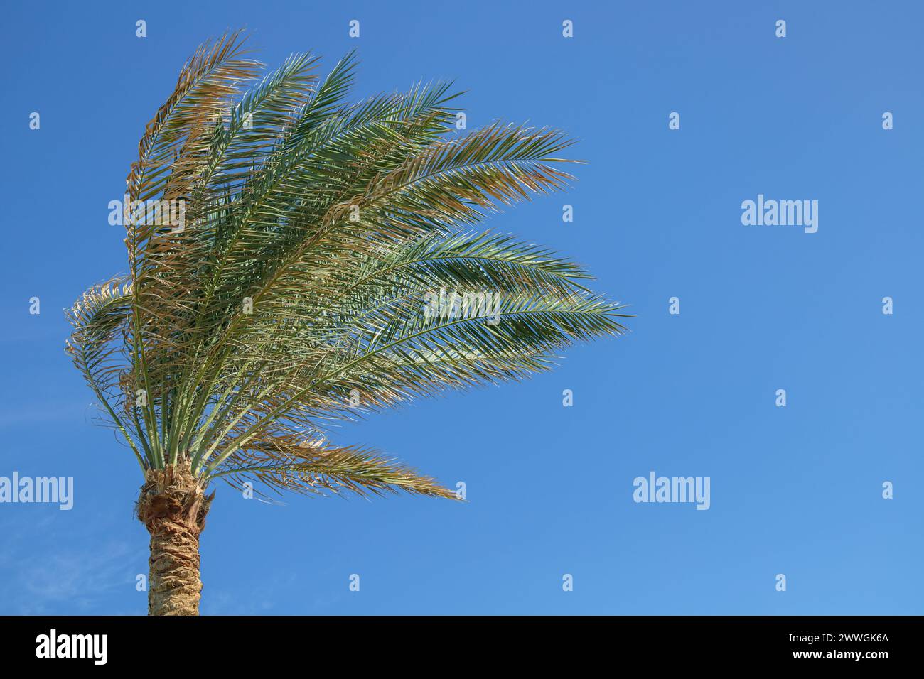 Palm tree in strong wind. Space for your text Stock Photo - Alamy