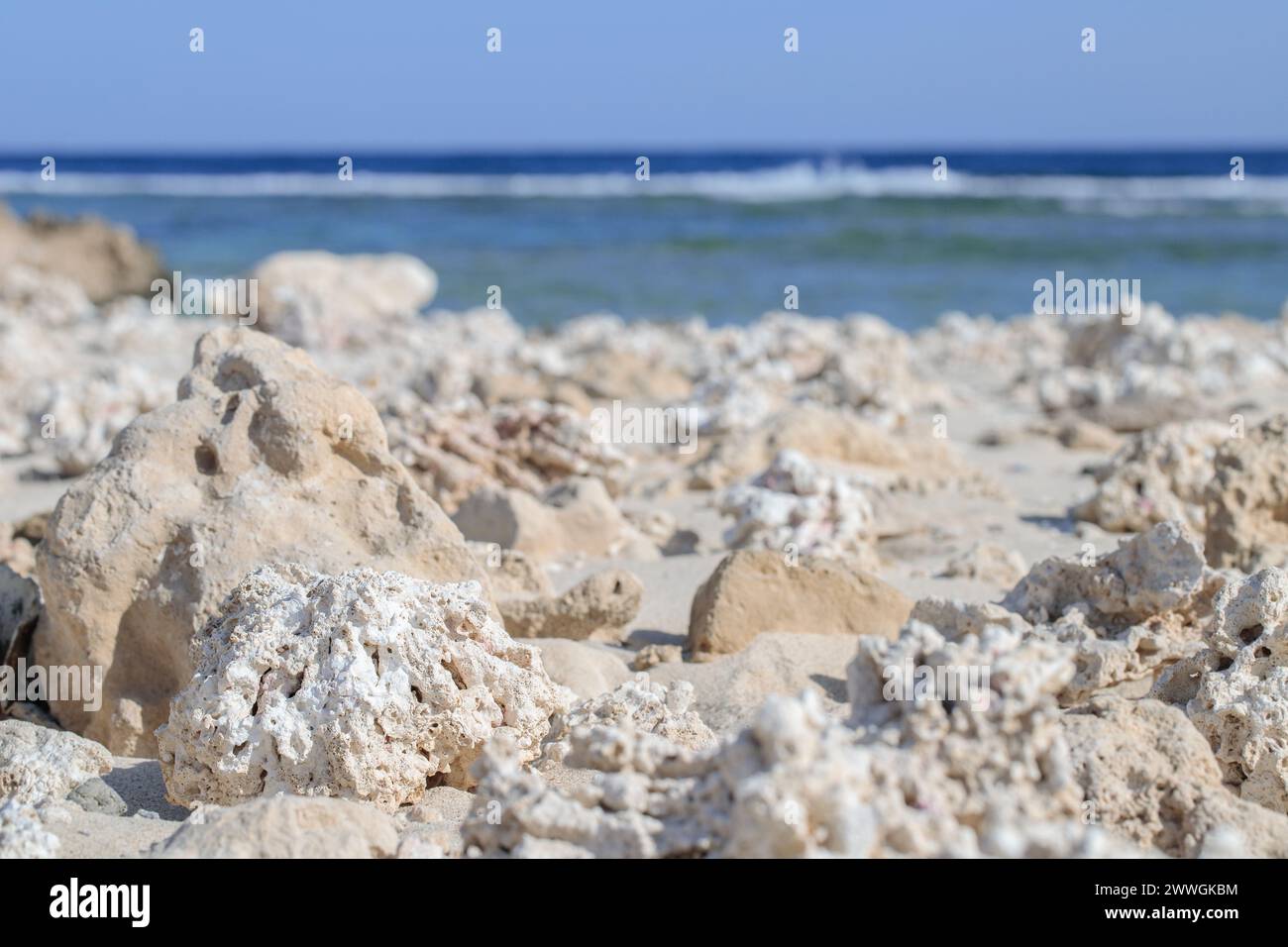 Dead coral skeleton hi-res stock photography and images - Alamy
