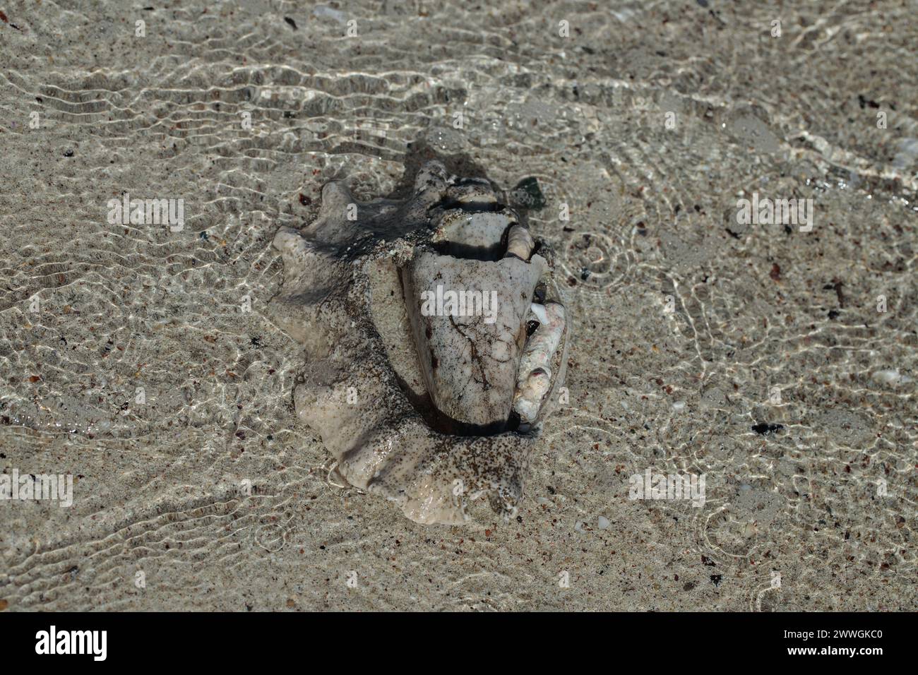 Grey shell hi-res stock photography and images - Alamy