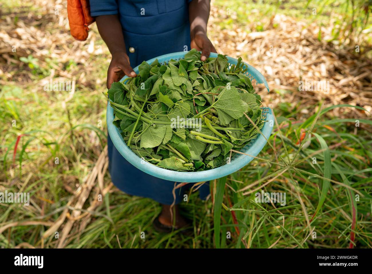 A woman holds a basket of pumpkin leaves near to the village of ...