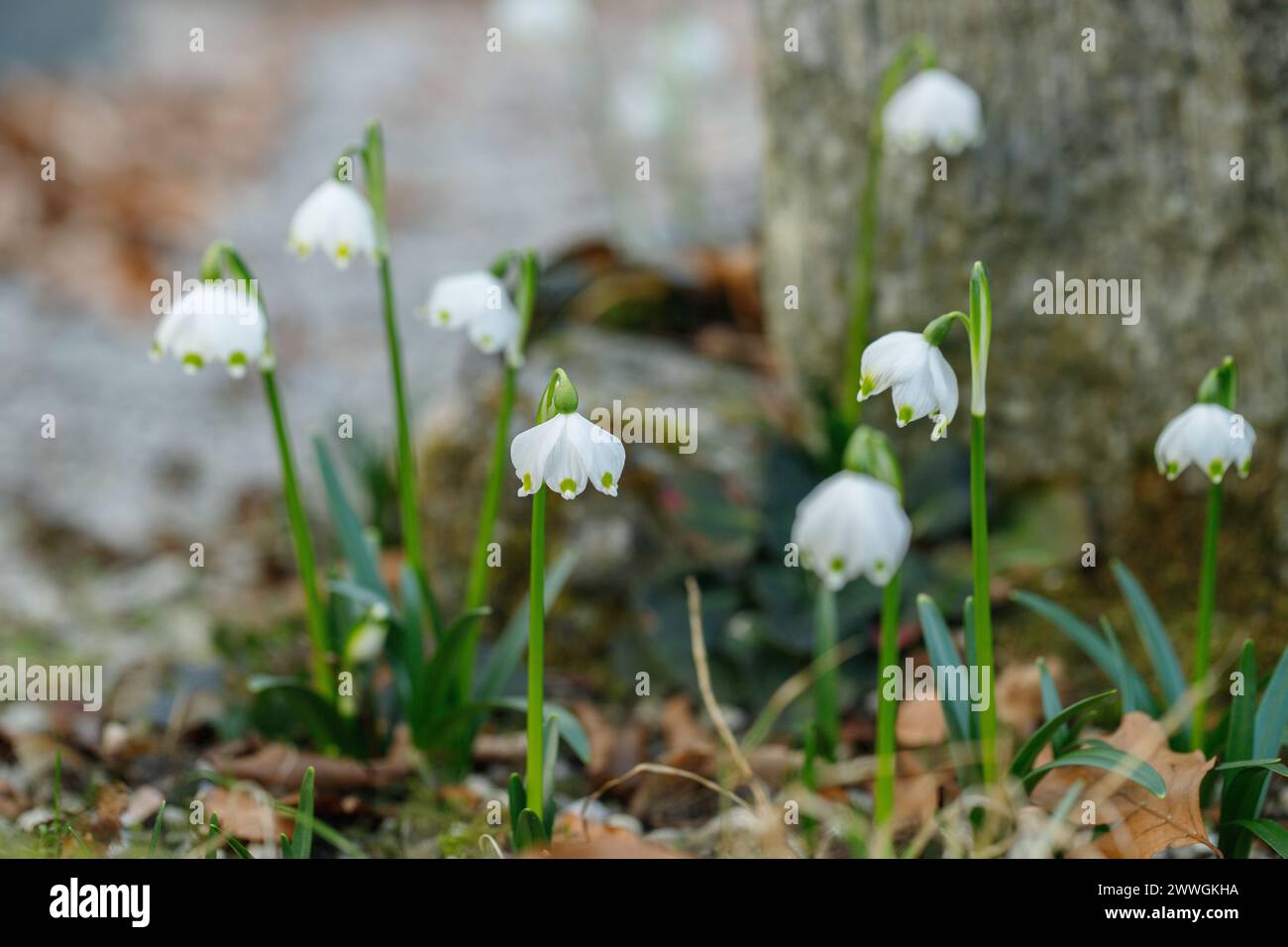 Group of spring snowflakes (Leucojum vernum Stock Photo - Alamy
