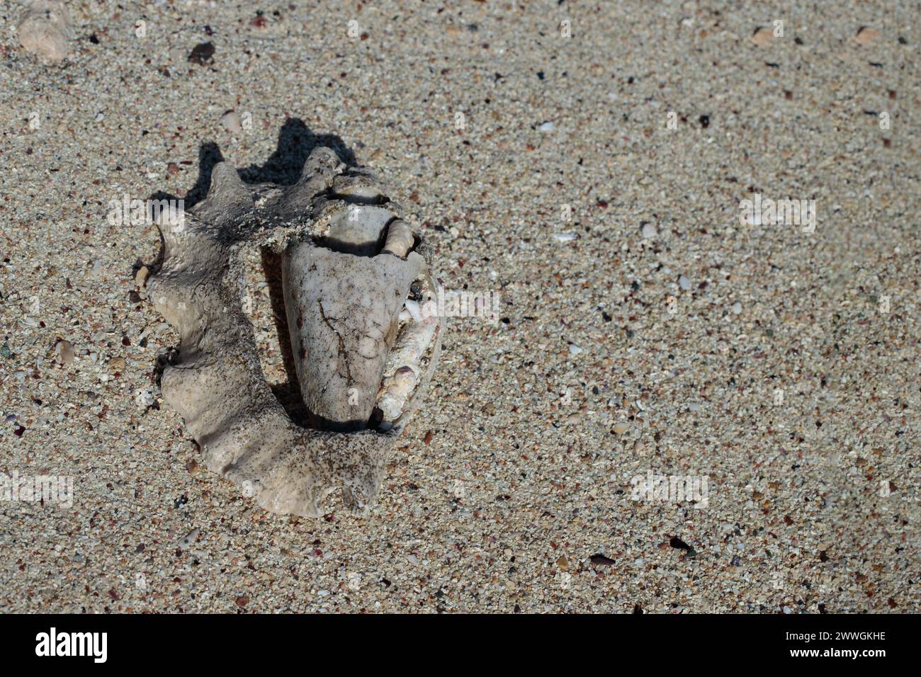 Big shell washed ashore on a beach. Copy space Stock Photo - Alamy