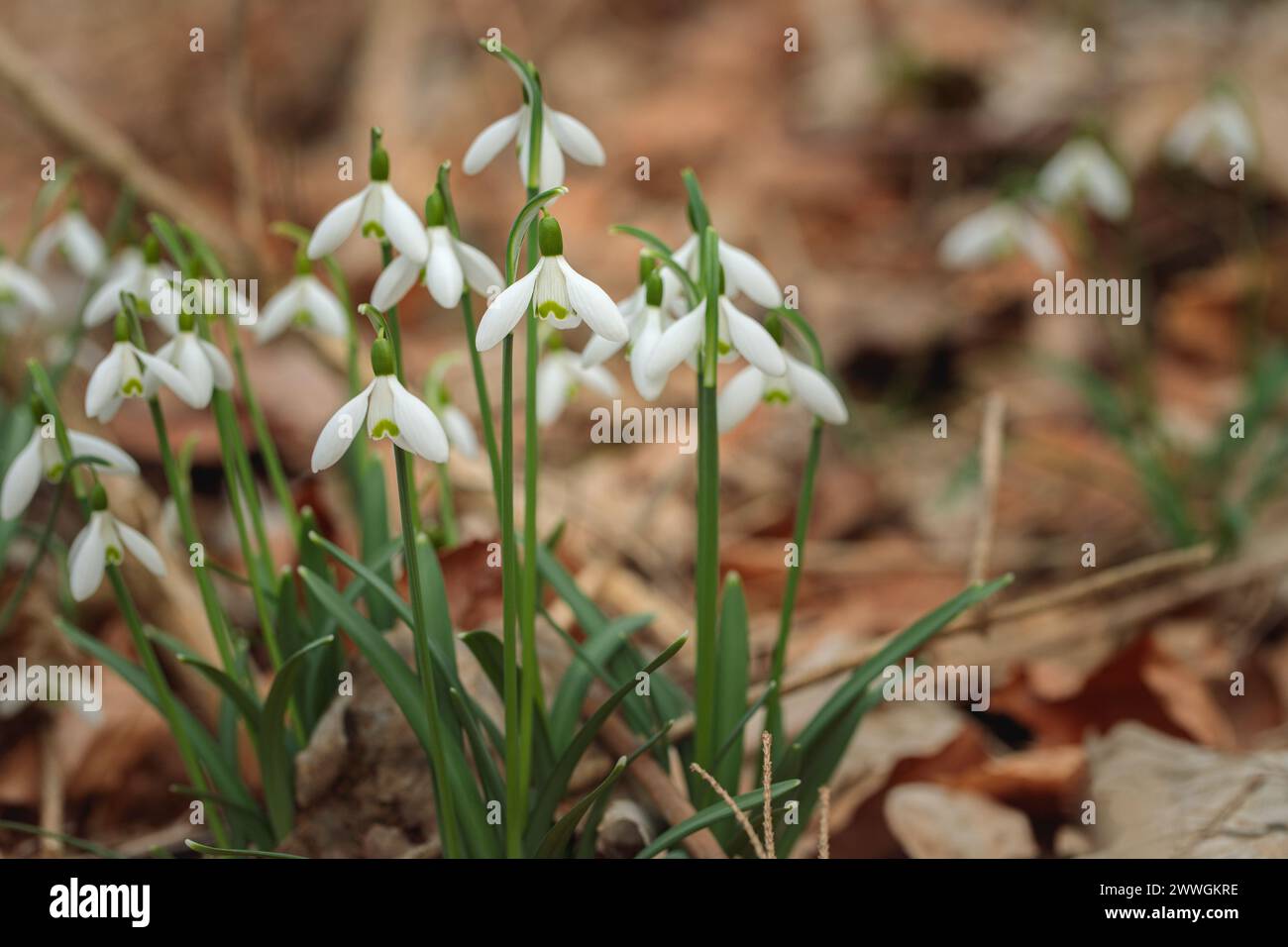Snow drops (Galanthus nivalis) on natural forest floor Stock Photo - Alamy