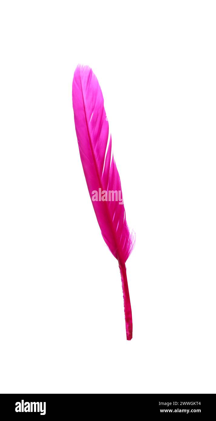 Fluffy beautiful magenta feather isolated on white Stock Photo - Alamy