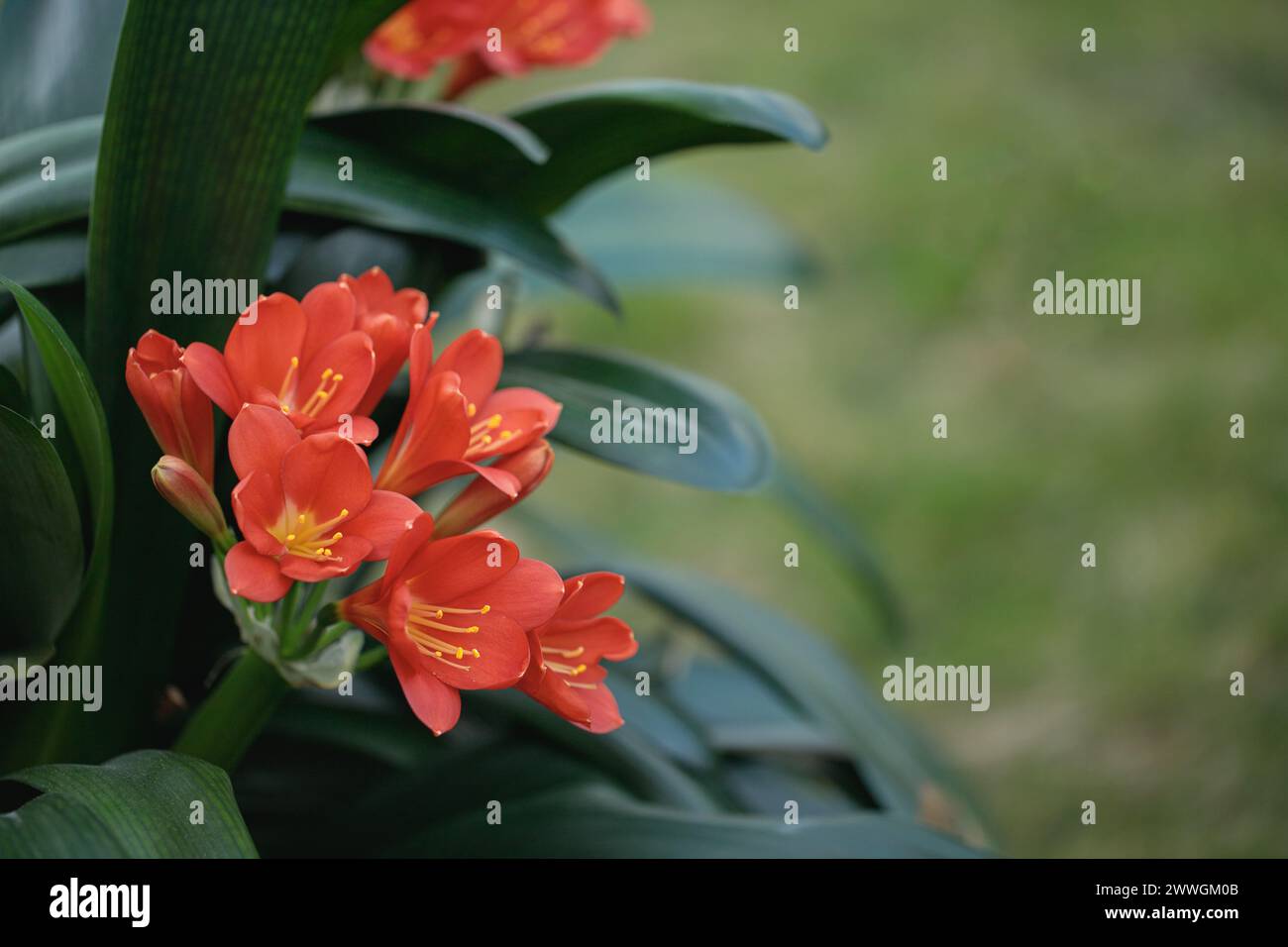 Blooming bush lily (Clivia miniata). Popular indoor plant Stock Photo ...