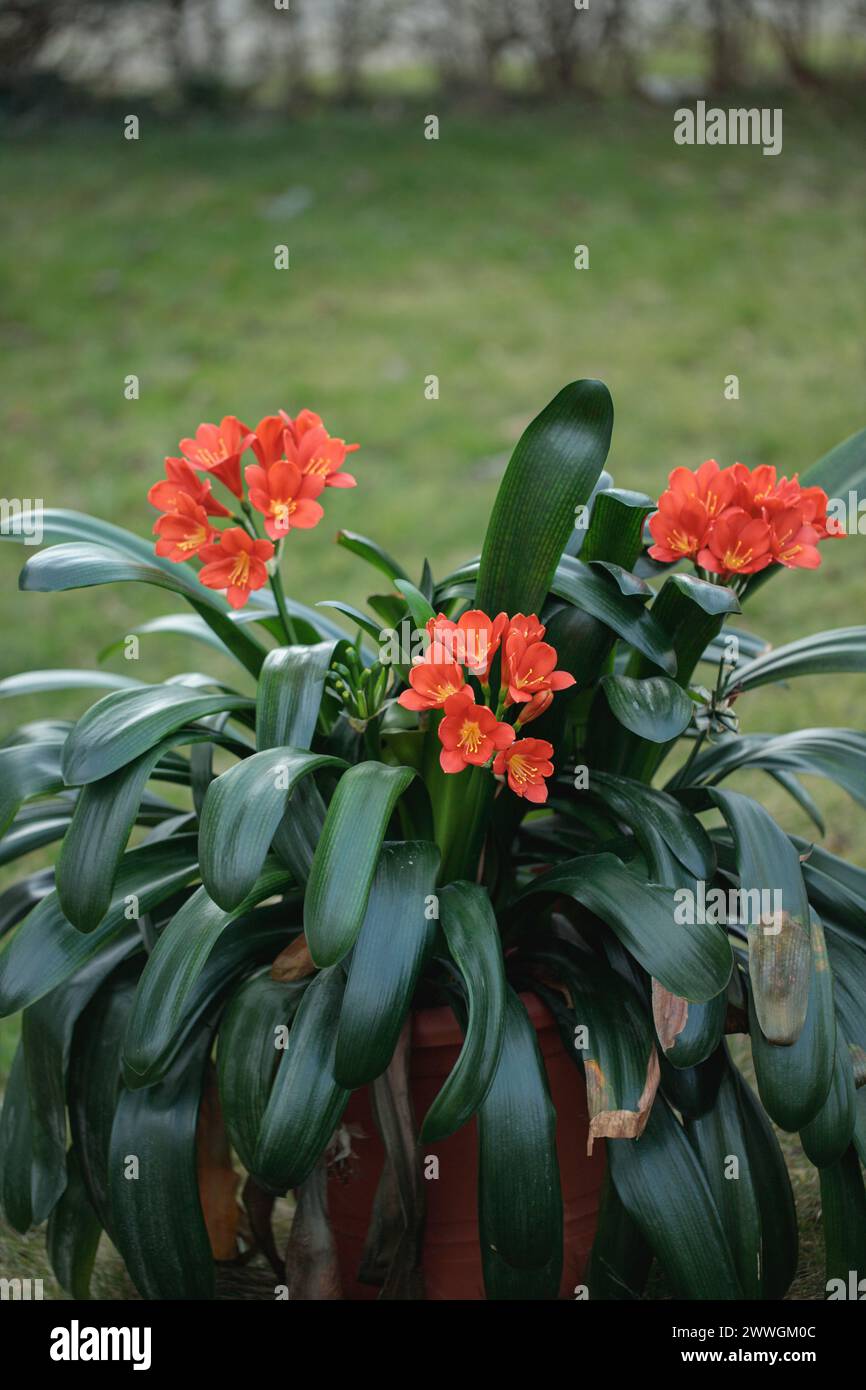 Blooming bush lily (Clivia miniata). Popular indoor plant Stock Photo ...