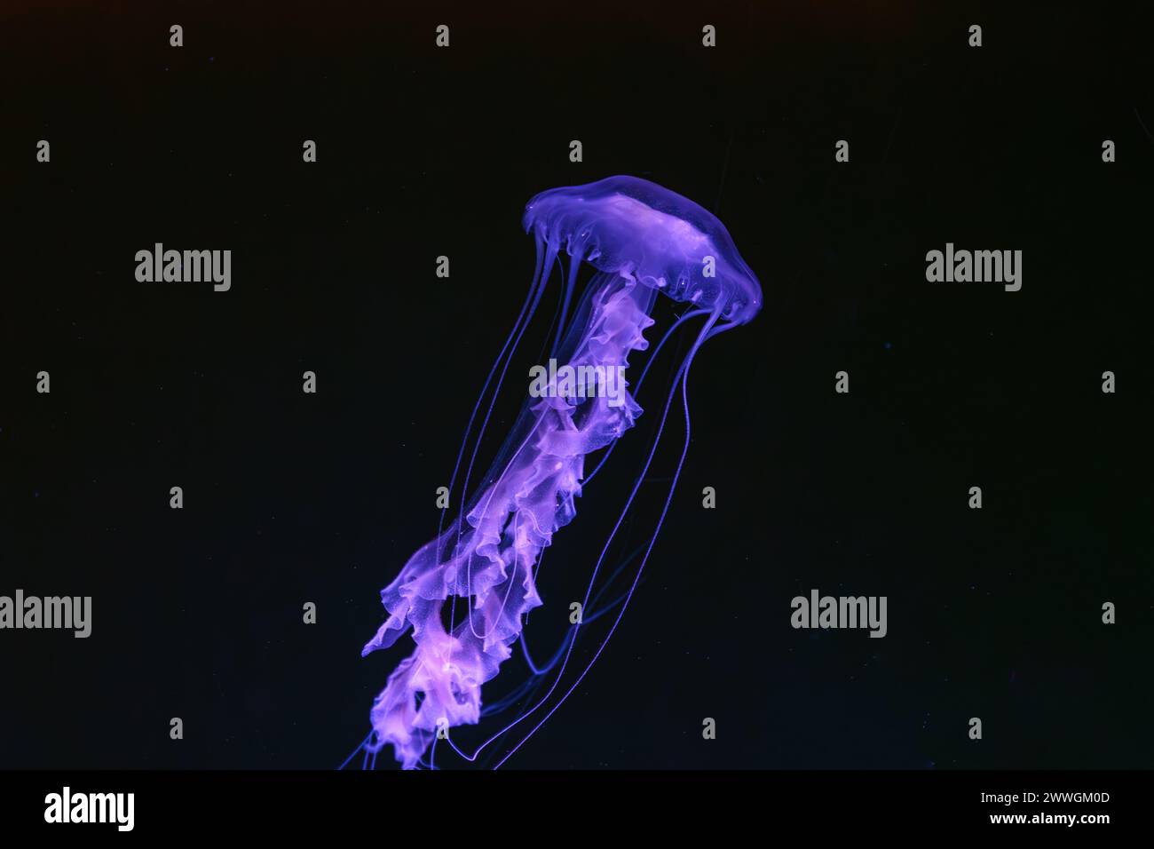 Black sea nettle, Chrysaora achlyos swimming in dark water of aquarium ...