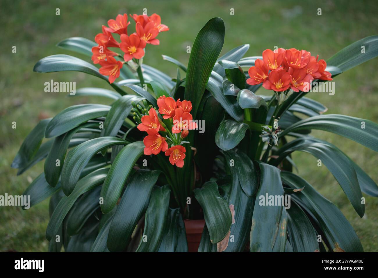 Blooming bush lily (Clivia miniata). Popular indoor plant Stock Photo ...
