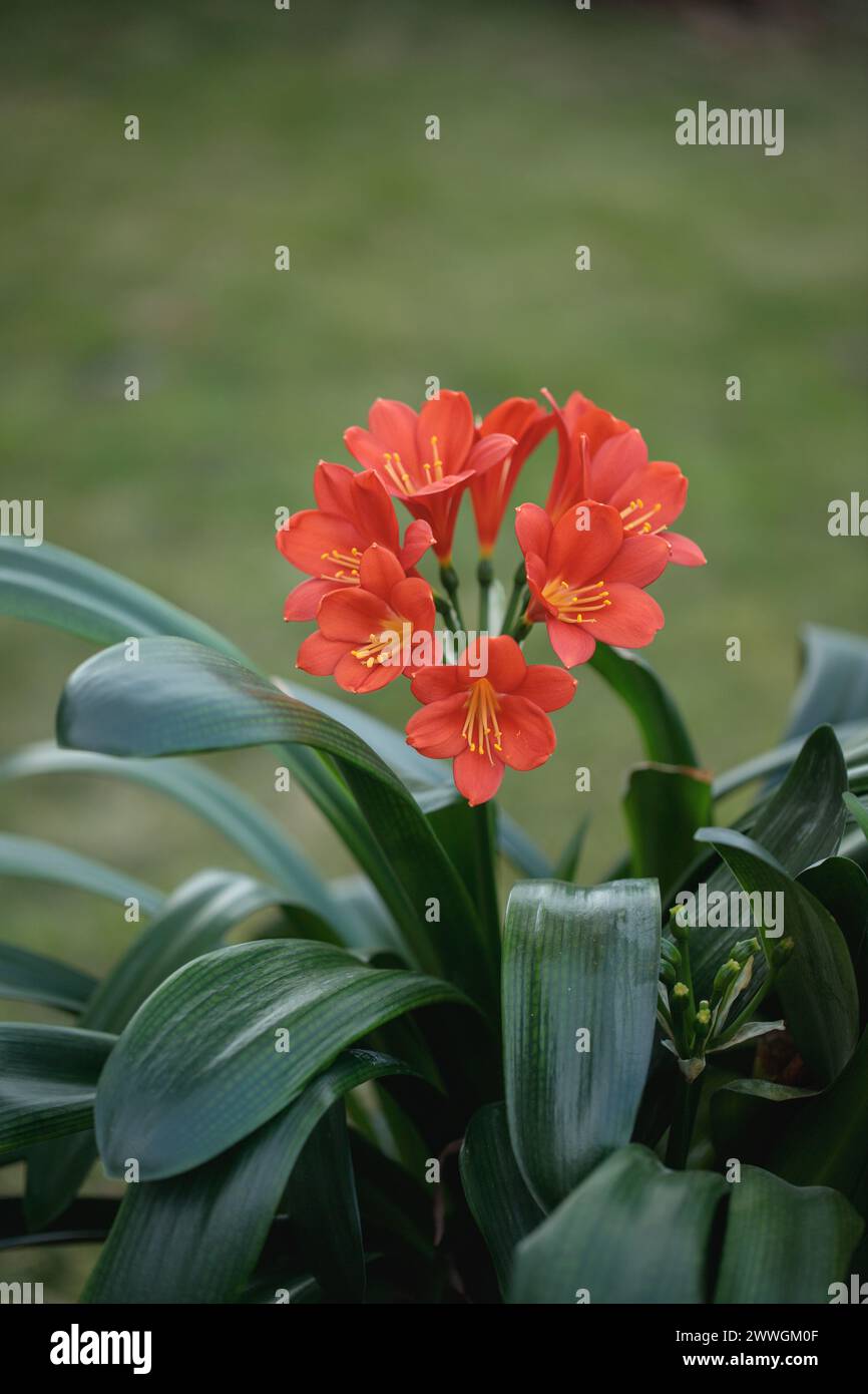 Blooming bush lily (Clivia miniata). Popular indoor plant Stock Photo ...