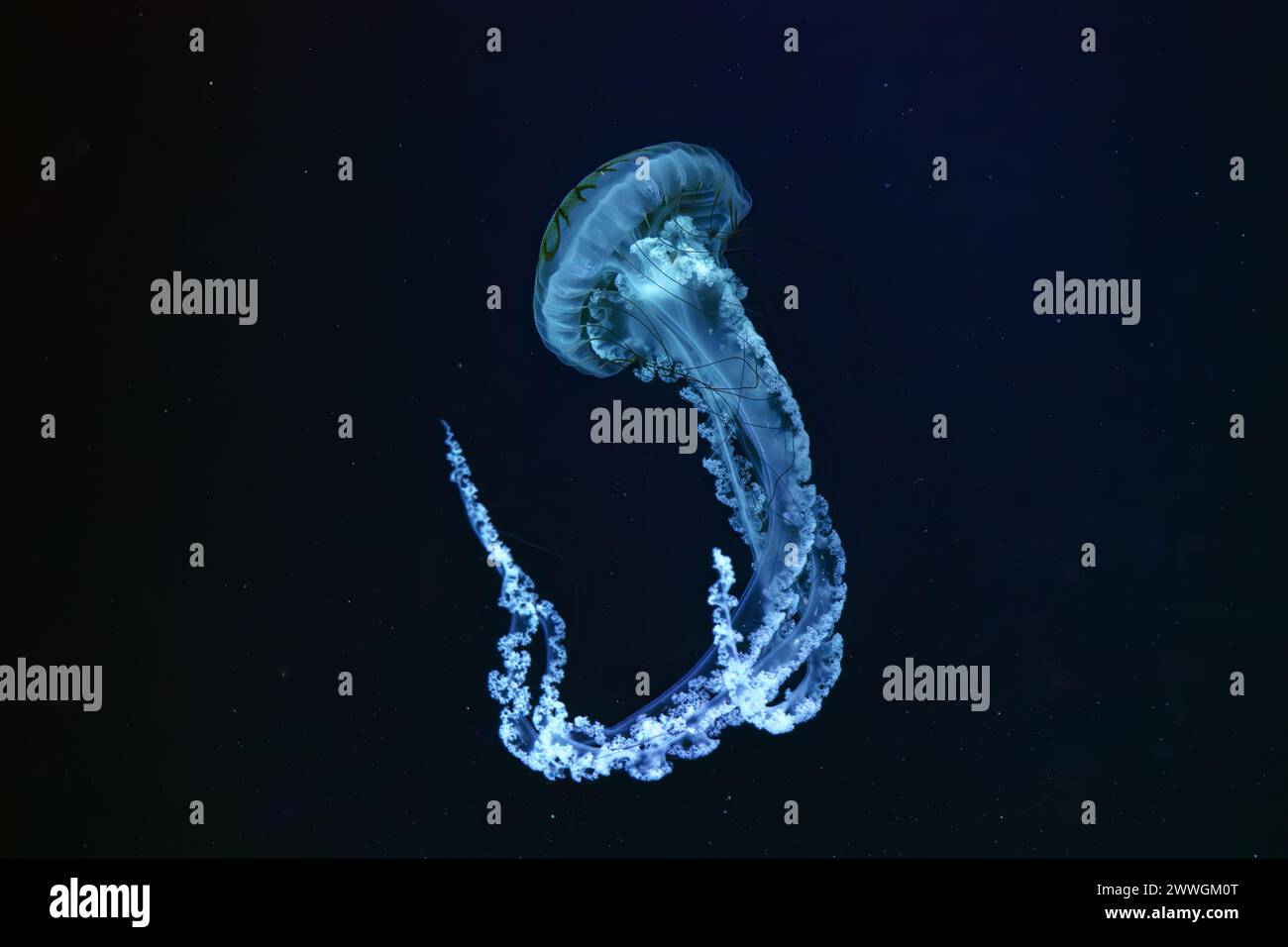 Jellifish South american sea nettle, Chrysaora plocamia swimming in ...