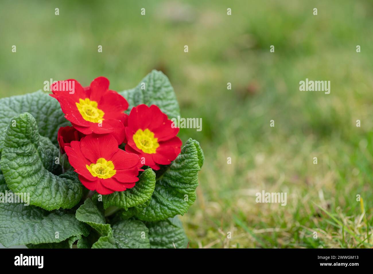 Red and yellow primrose hi-res stock photography and images - Alamy