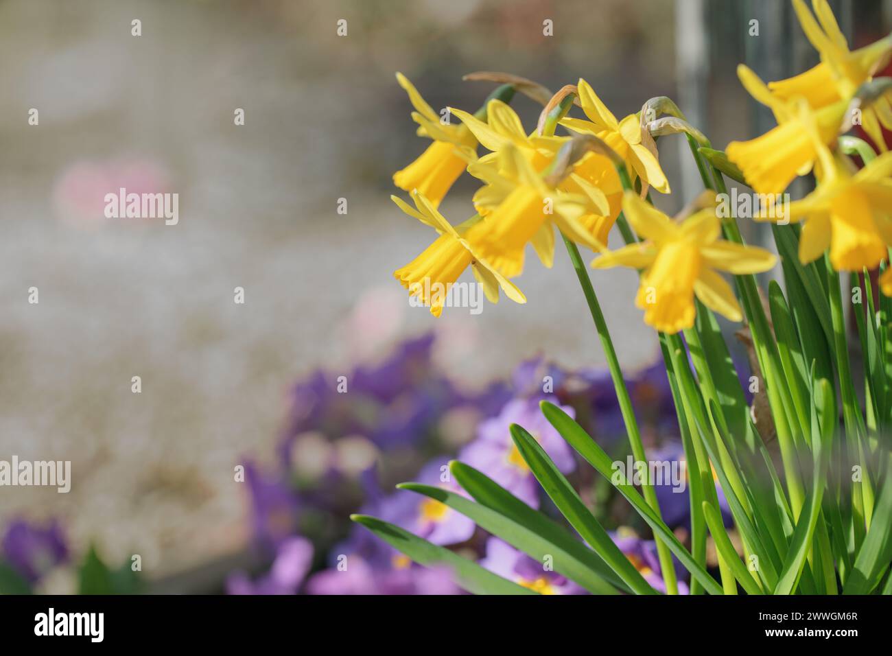 Group of yellow trumpet daffodils. Space for your text Stock Photo - Alamy