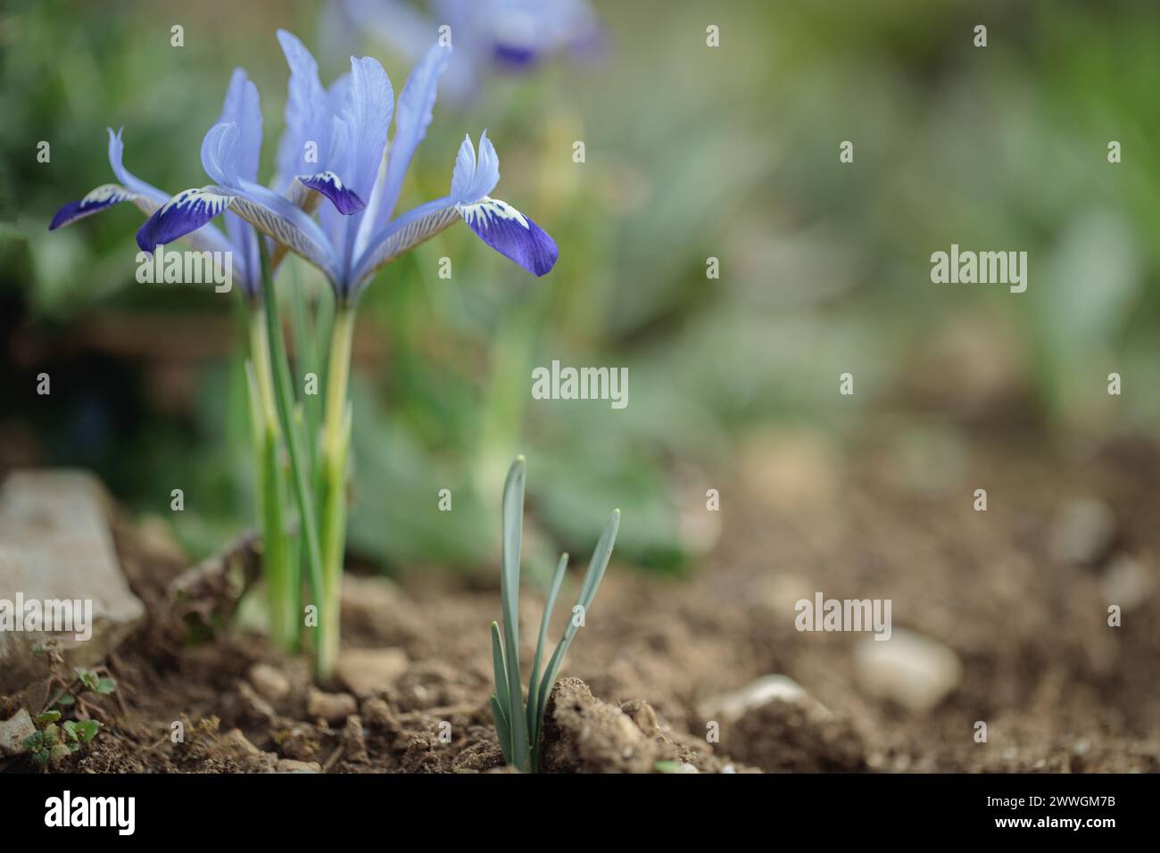 Blooming Iris reticulata in a garden. Space for your text Stock Photo ...