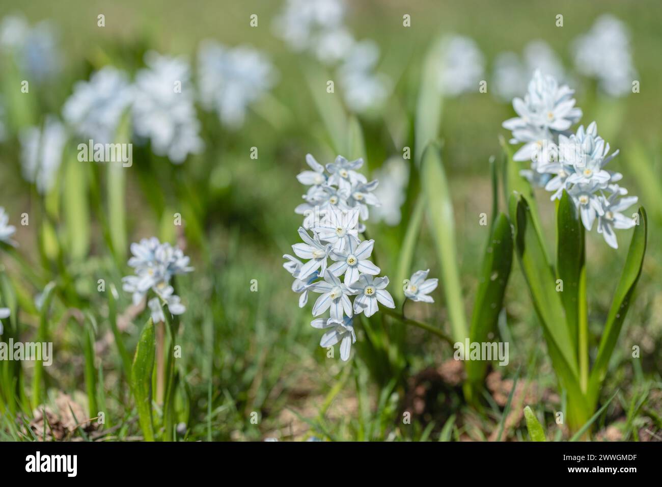 Group of blooming Misczenko squills (Scilla mischtschenkoana) in a ...