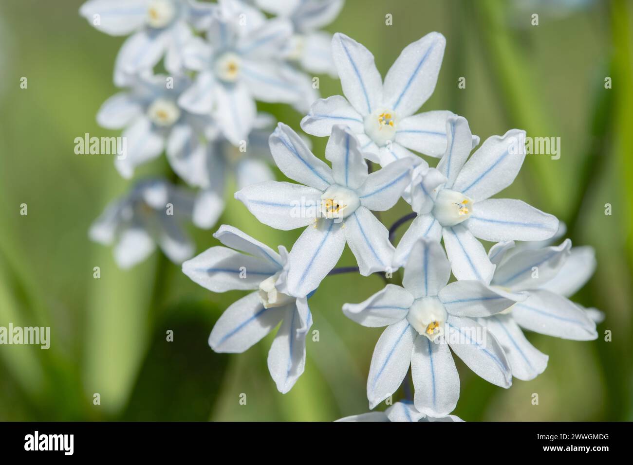 Misczenko squill hi-res stock photography and images - Alamy