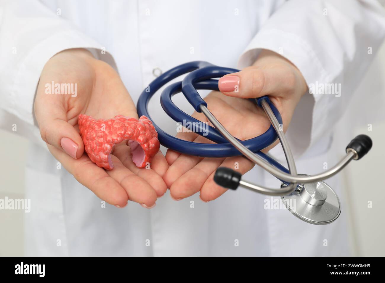 Endocrinologist holding stethoscope and model of thyroid gland, closeup ...