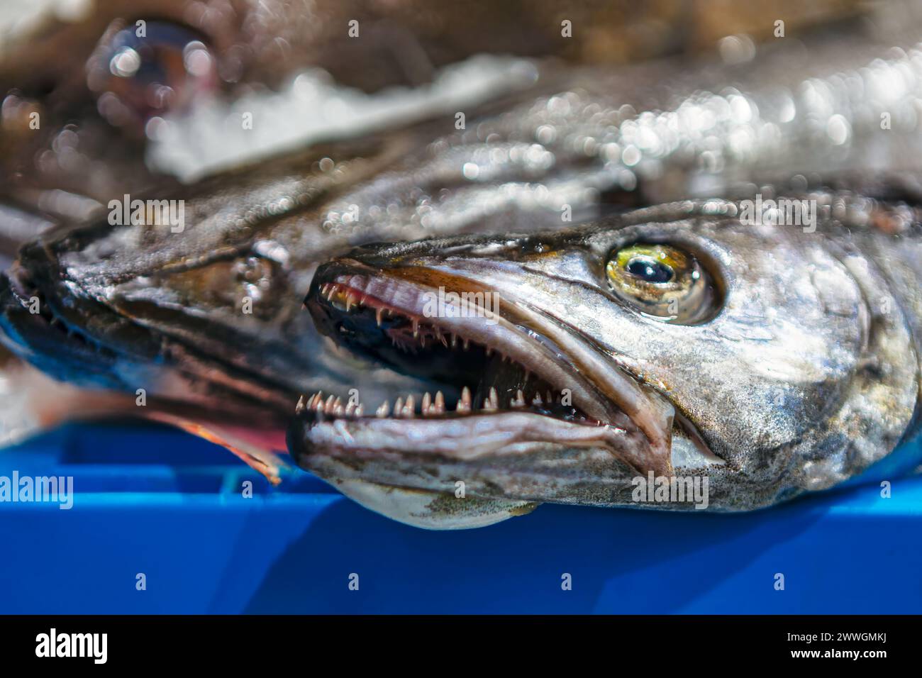 Close up of fresh fish on display at a fish market in Morocco. Frozen ...