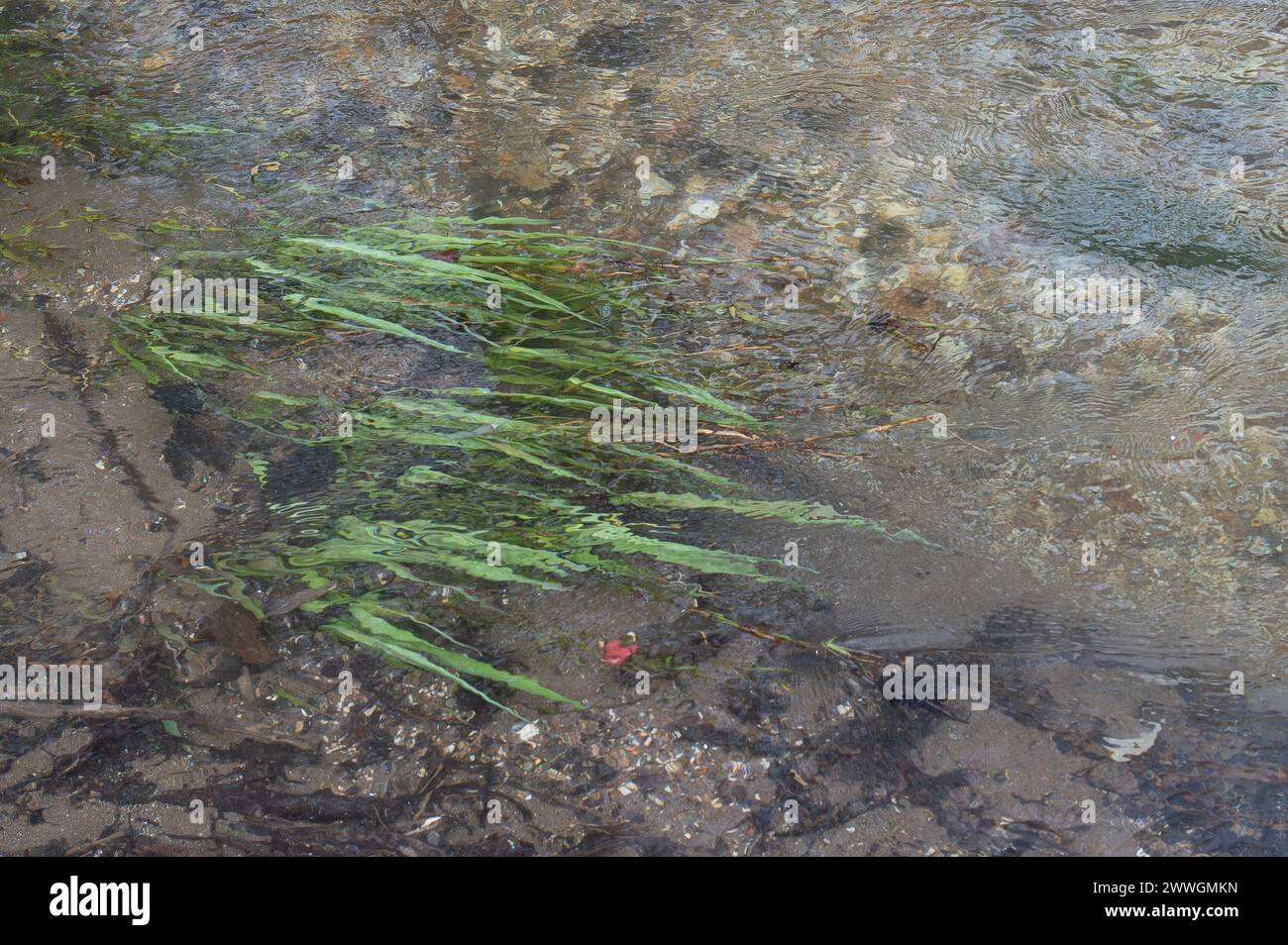 Chesham, UK. 21st March, 2024. The clear water in the River Chess chalk ...