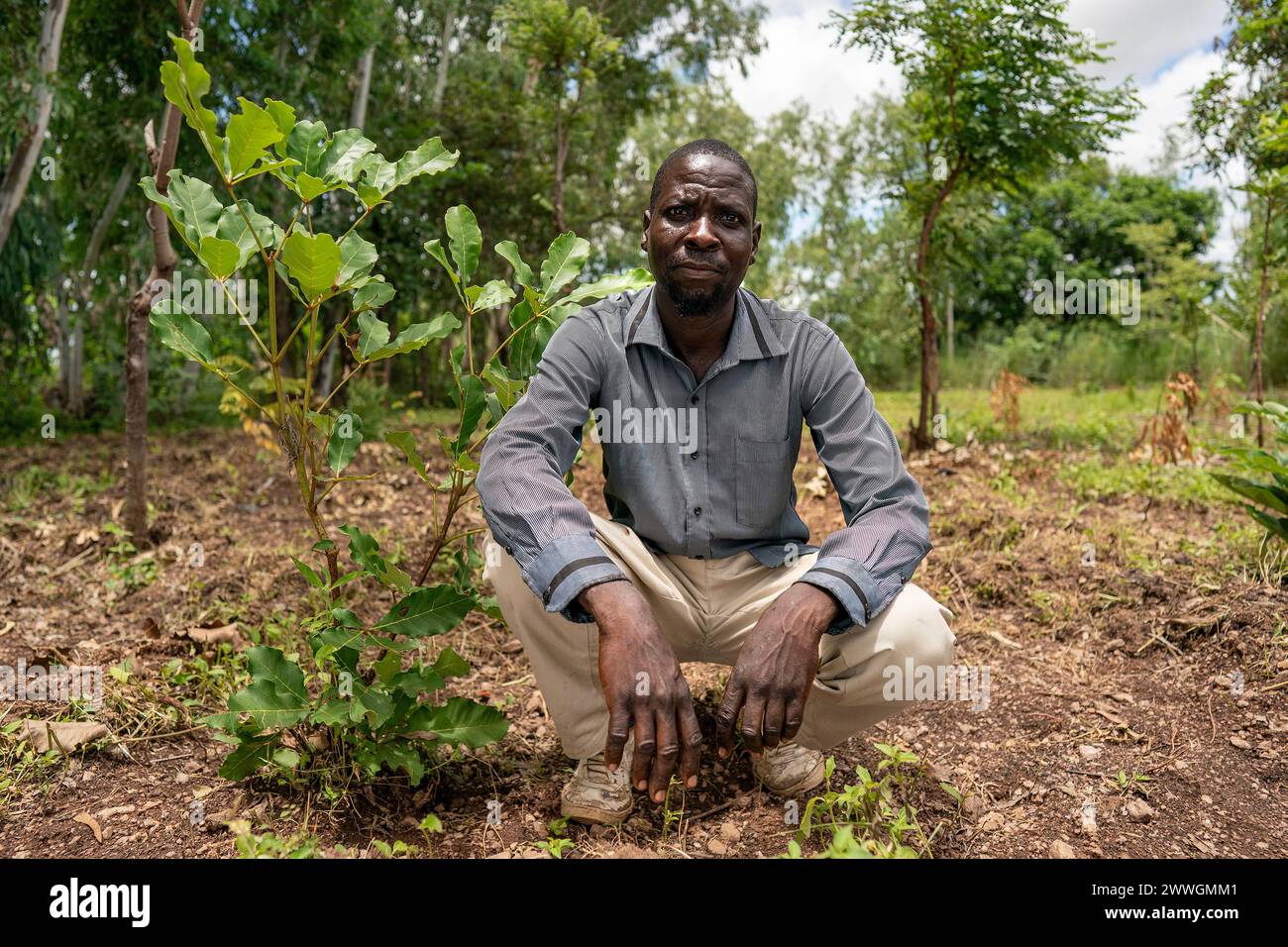 Combat deforestation hi-res stock photography and images - Alamy