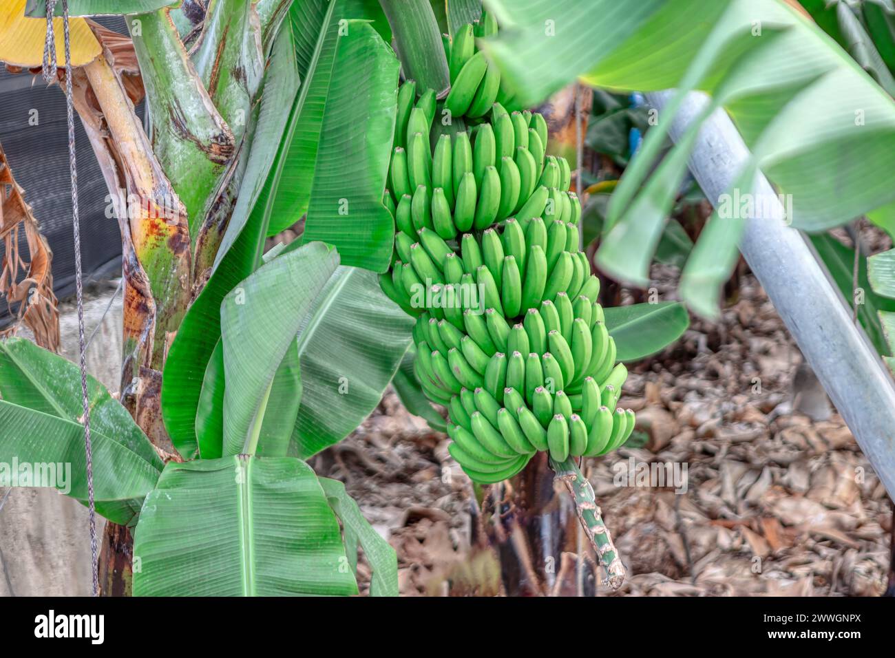 Garden with ripe bunch of green bananas. Banana harvest ready to pick up Stock Photo - Alamy